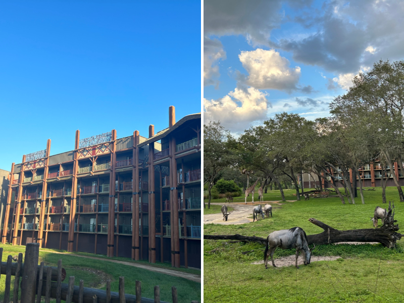Animal Kingdom Lodge Savanna View Rooms/Villas - Overpriced or Worth ...